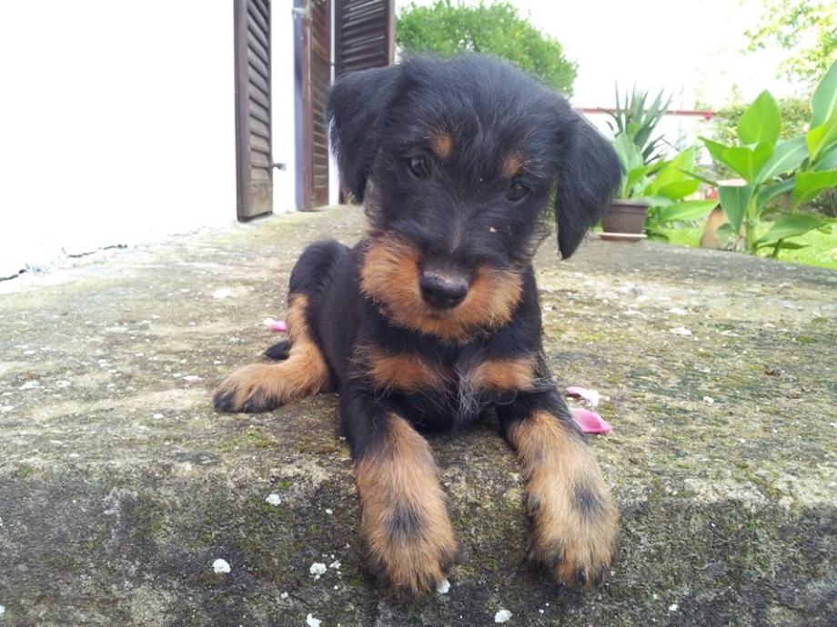 njemački lovni terijeri