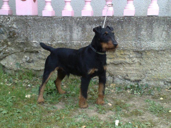 njemački lovni terijeri