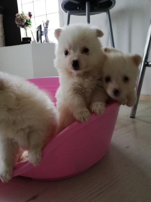 Njemački mali špic - bijeli čupavi štenci