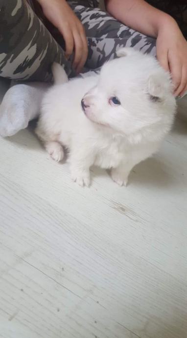 Njemački mali špic, bijeli