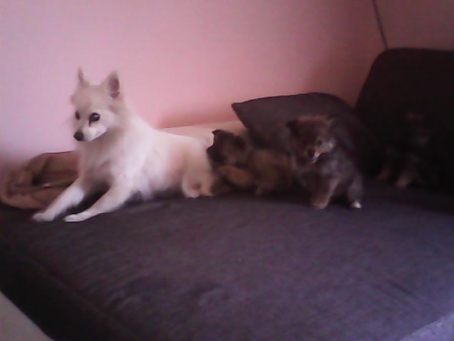 Njemacki mini spic pomeranskog tipa MOGUCA DOSTAVA