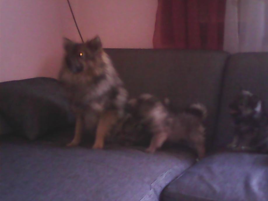 Njemacki mini spic pomeranskog tipa MOGUCA DOSTAVA