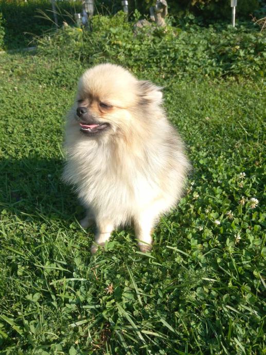 Njemački mini špic pomeranac