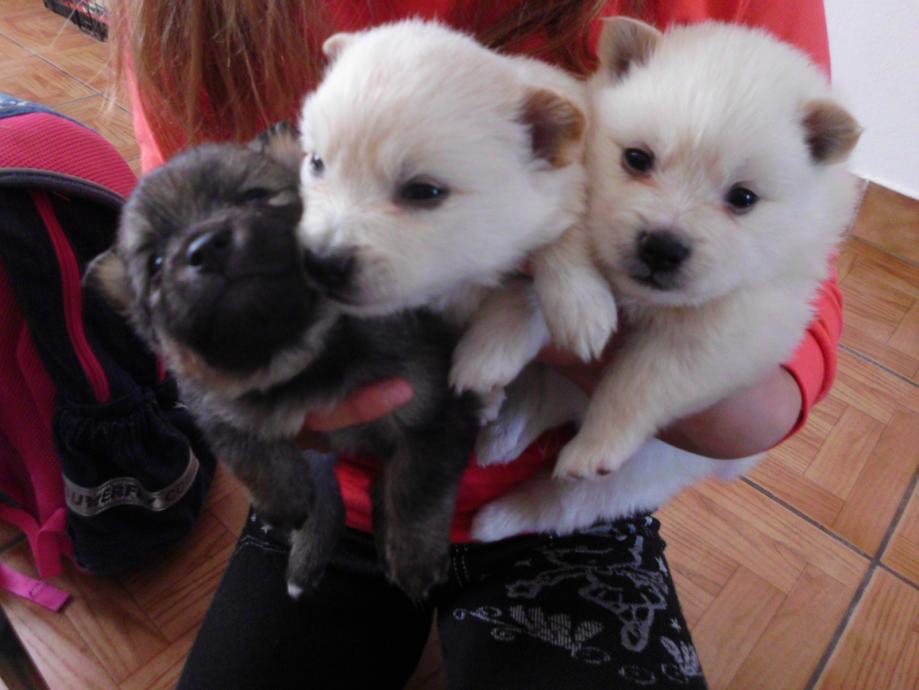 Njemacki mini spic pomeranskog tipa jos 1 muski