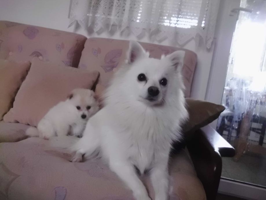 Njemacki mini spic pomeranskog tipa jos 1 muski