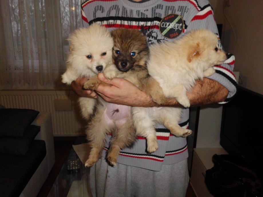 Njemacki mini spic pomeranskog tipa jos 1 muski