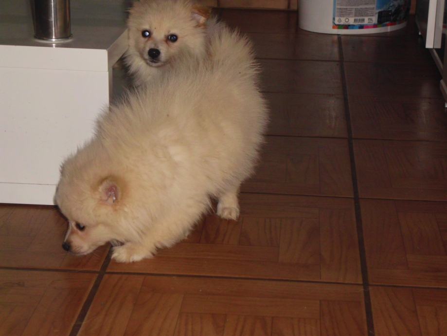 Njemacki mini spic pomeranskog tipa jos 1 muski