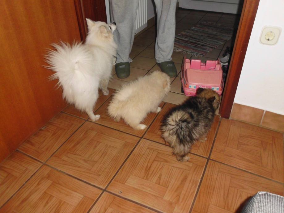 Njemacki mini spic pomeranskog tipa jos 1 muski