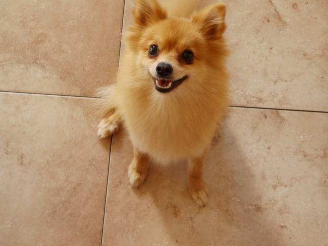 Njemacki mini spic HITNO