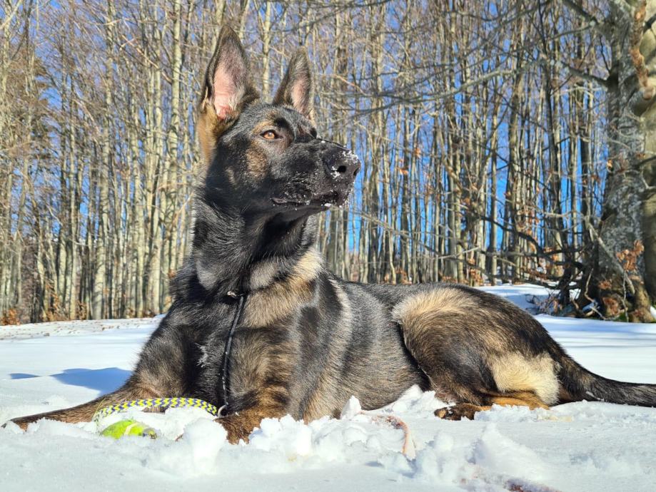 Njemački ovčar štenci (radna linija)