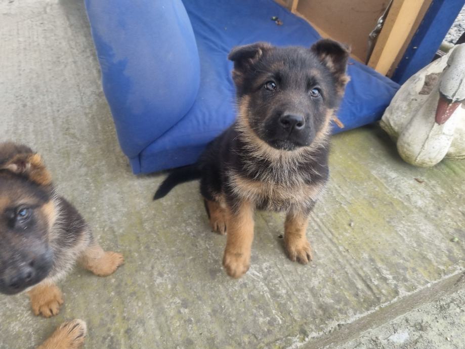 njemacki ovcar stenci