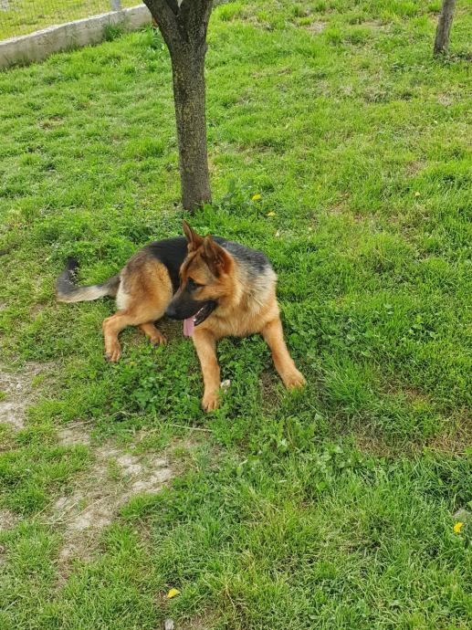 Njemački ovčar stene