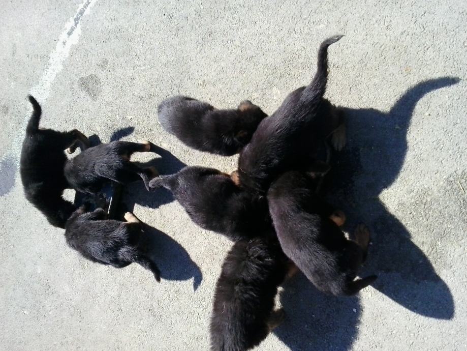 Njemacki ovcari štenci