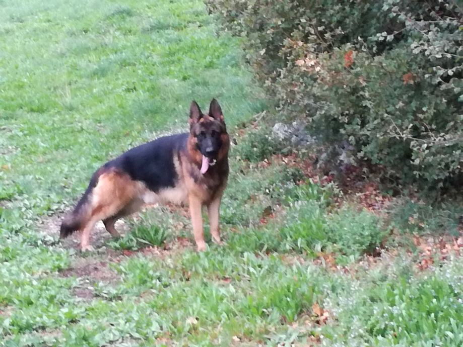 Njemački ovčari - povoljno