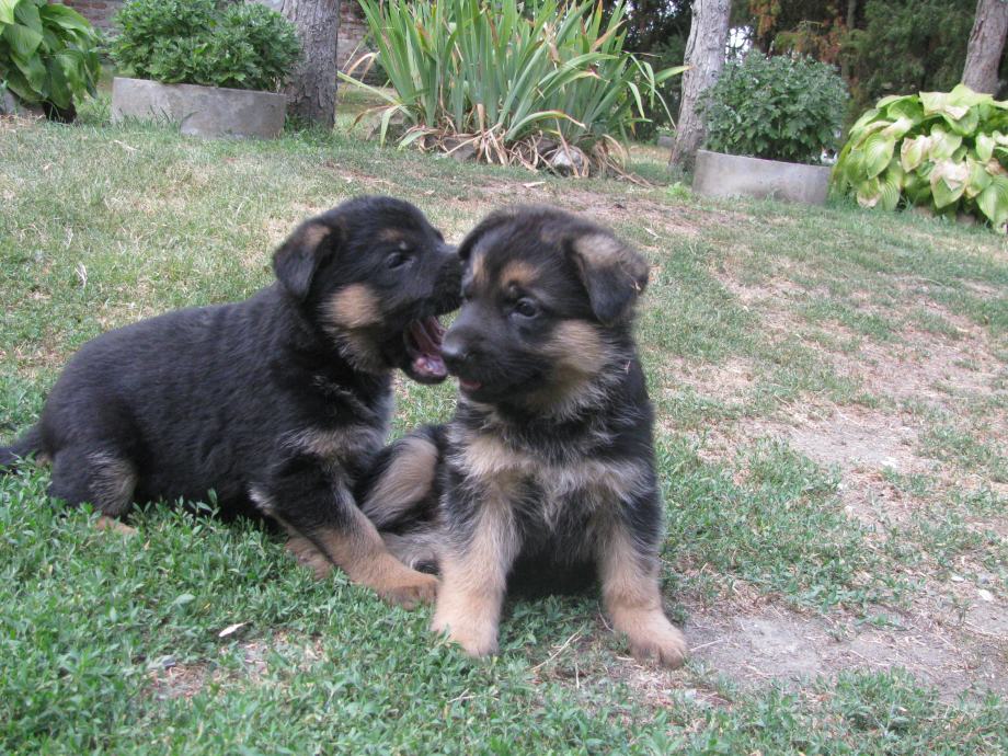 Njemački Ovčari štenci