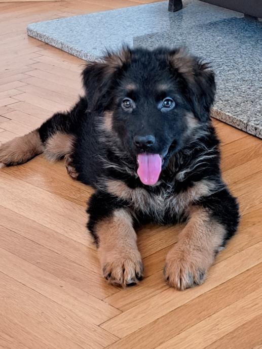 Njemački ovčari-štenci