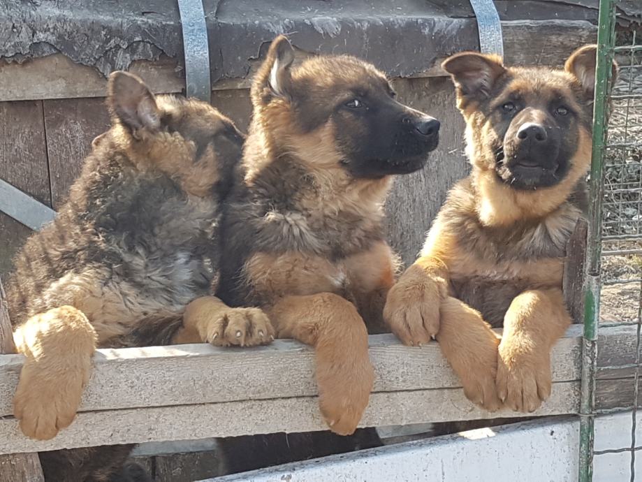 njemački ovčari - štenci
