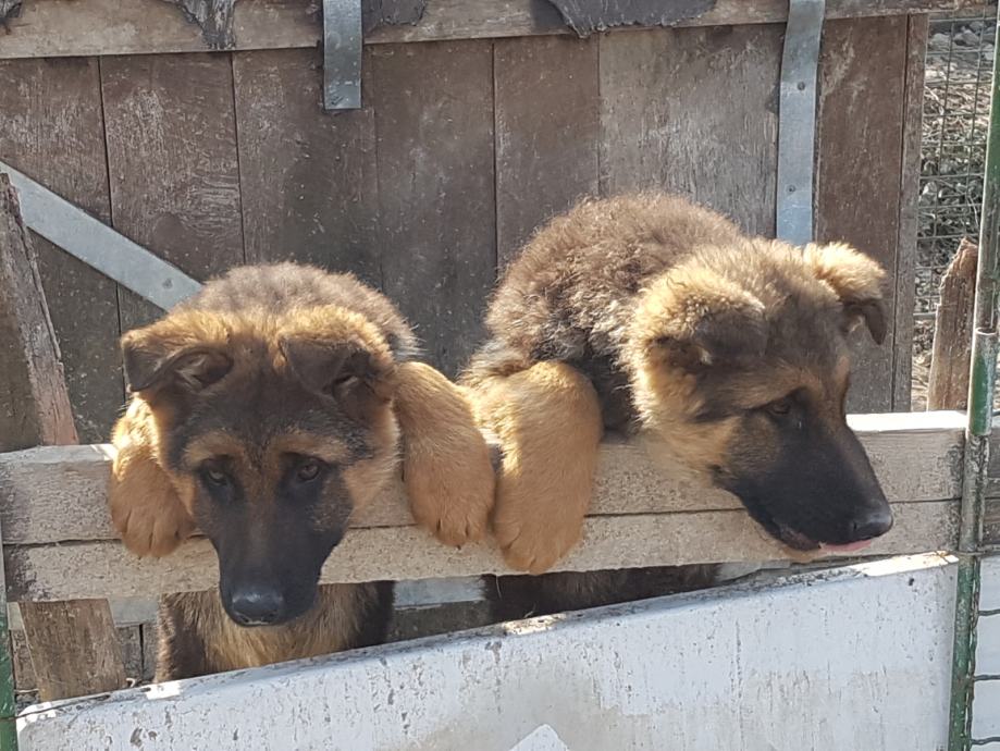 njemački ovčari - štenci