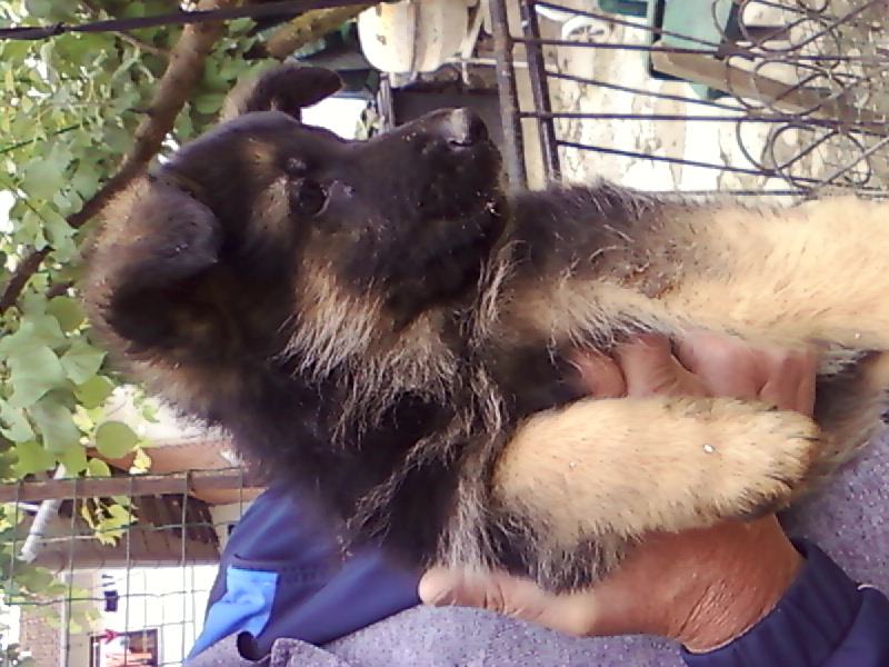 NJEMACKI OVCARI VRHUNSKI STENCI!!