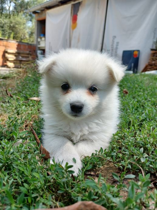 Njemački pomeranski mali špic, čupavi bijeli štenci