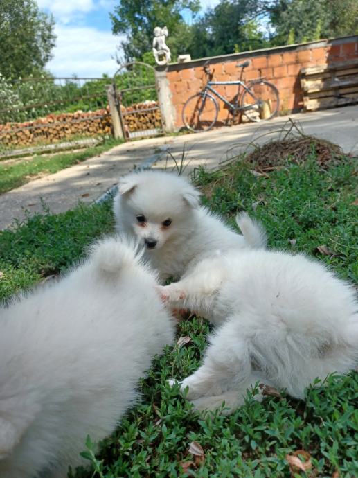 Njemački pomeranski mali špic, čupavi bijeli štenci