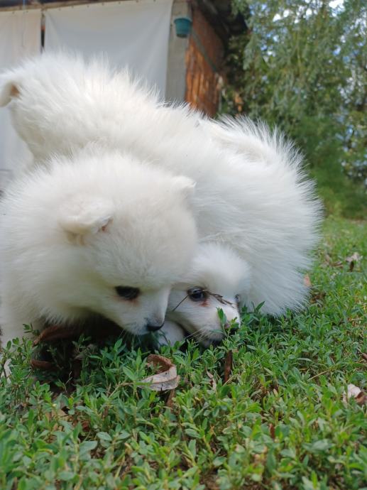 Njemački pomeranski mali špic, čupavi bijeli štenci