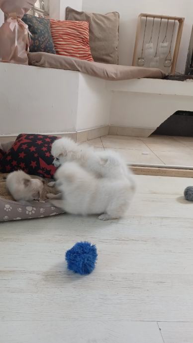 Njemački pomeranski mali špic, čupavi bijeli štenci