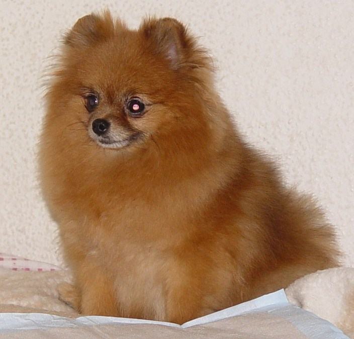 Njemački patuljasti špic