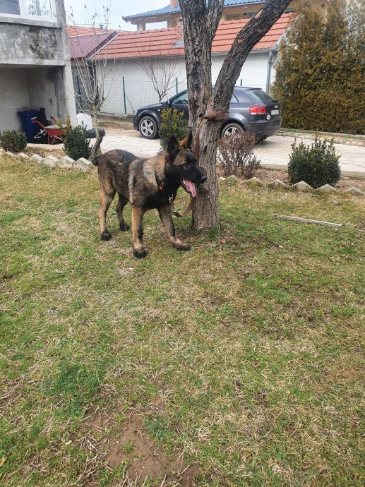 Njemački radni ovčar