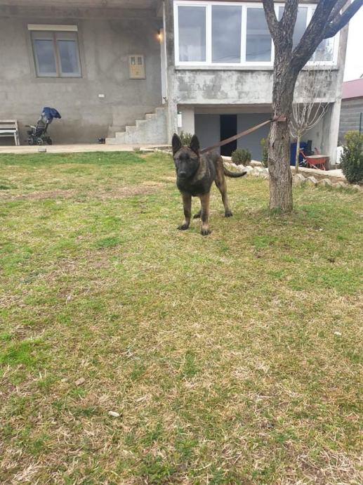 Njemački radni ovčar