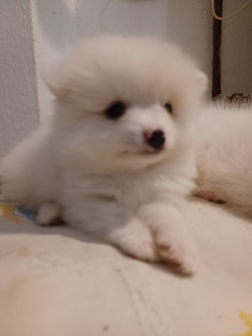 Njemački pomeranski Mali Špic