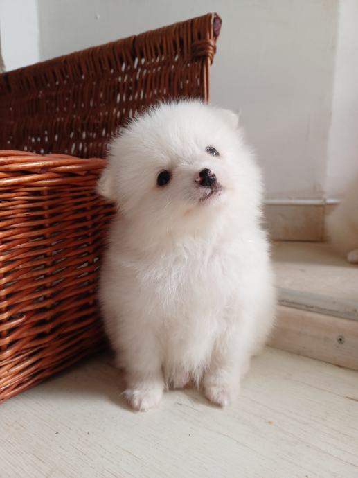 Njemački pomeranski Mali Špic