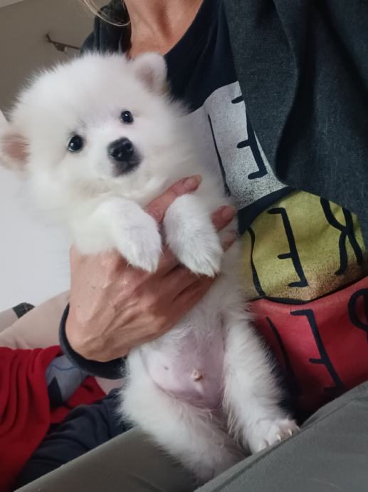 Njemački pomeranski Mali Špic