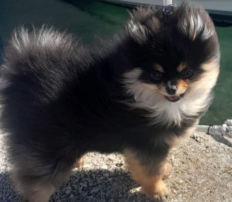 Njemački patuljasti špic pomeranac