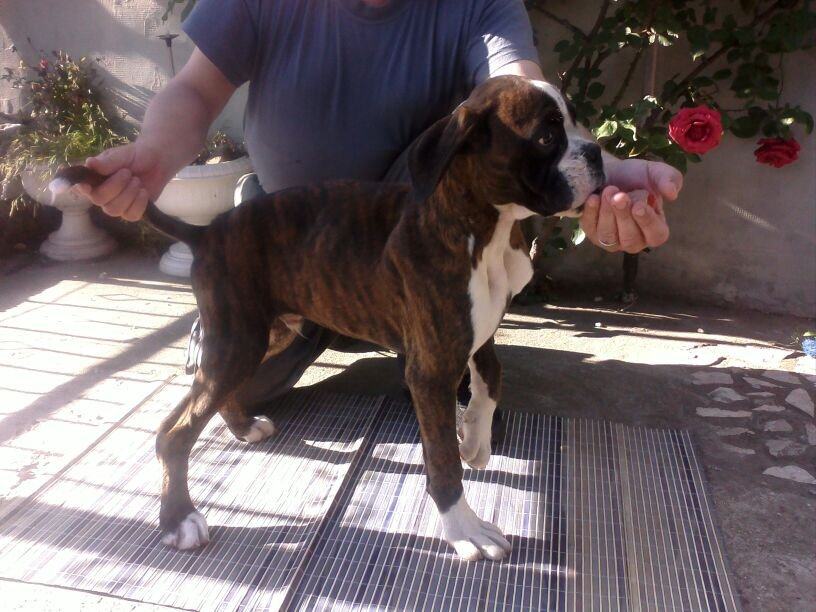 Njemački tigrasti boxer - štenci (bokser)