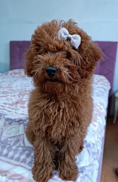 Patuljasta pudla vrhunskog porekla!