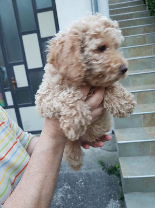 PATULJASTE ILI MALE PUDLE APRICOT