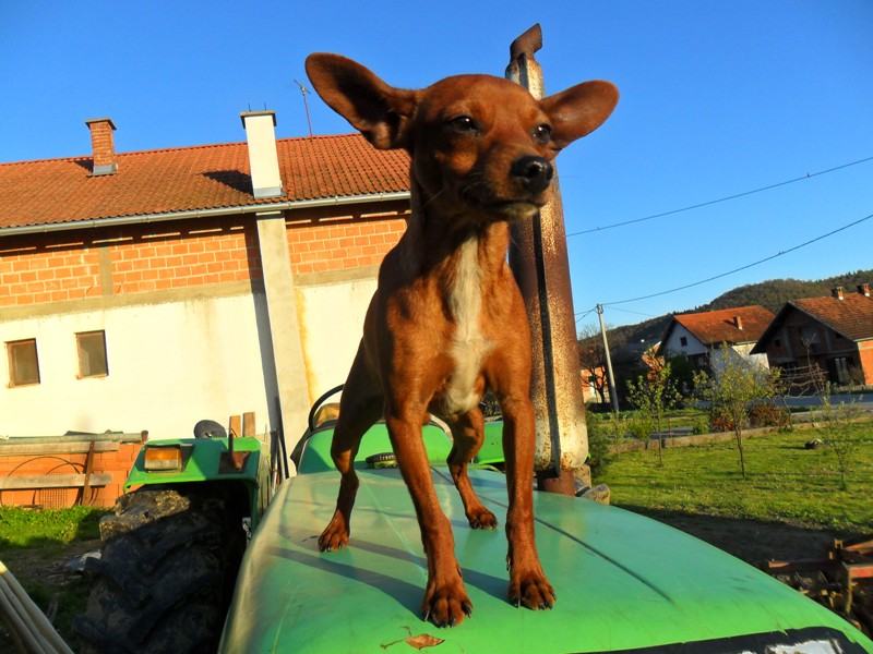 patuljasti mini pinč