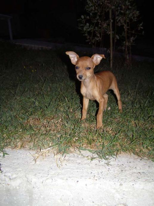 patuljasti mini pinč crni i smeđi štenci,moguća dostava