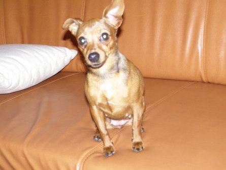 patuljasti mini pinč crni i smeđi štenci,moguća dostava