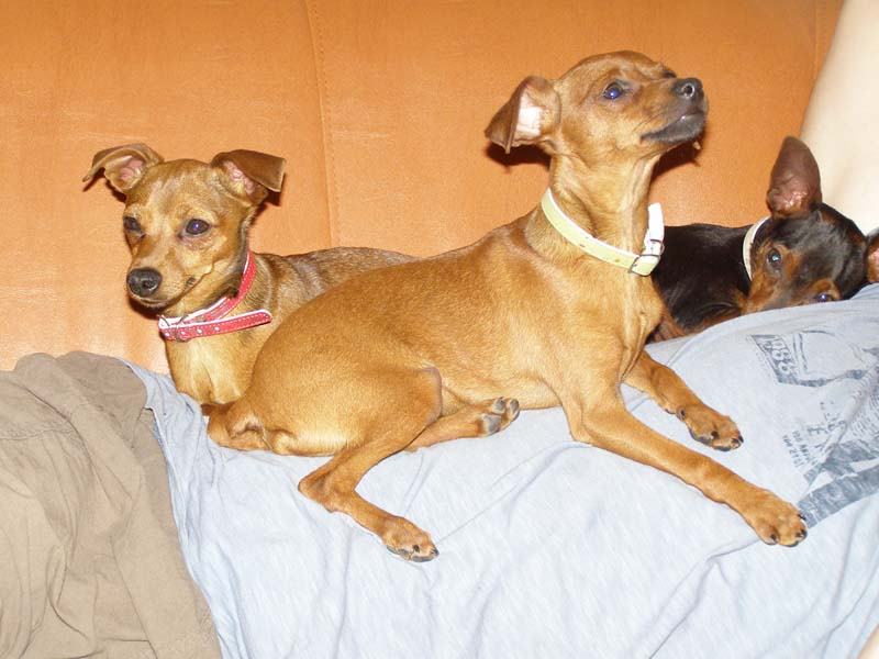 patuljasti mini pinč crni i smeđi štenci,moguća dostava