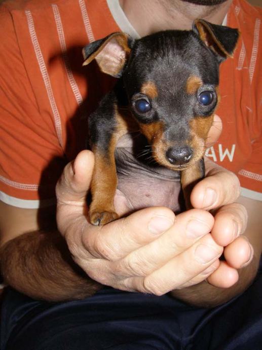 patuljasti mini pinč crni i smeđi štenci,moguća dostava