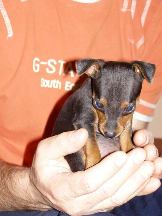 patuljasti mini pinč crni i smeđi štenci,moguća dostava