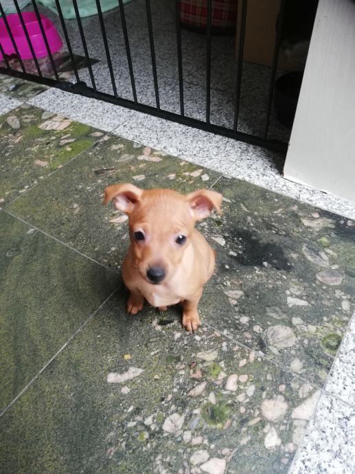 Patuljasti mini pinc stenci, stenci patuljastog pinča