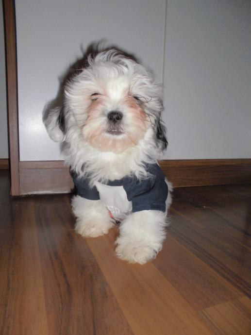 Patuljasti mini Shih tzu / Maltezer stenci (ocisceni i cijepljeni)