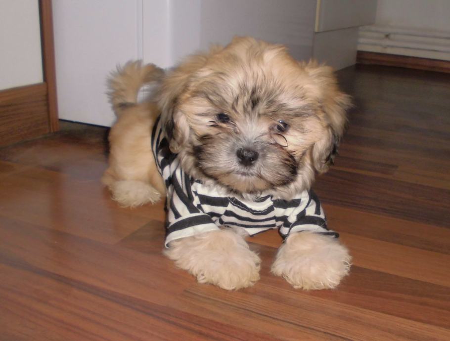 Patuljasti mini Shih tzu / Maltezer stenci (ocisceni i cijepljeni)