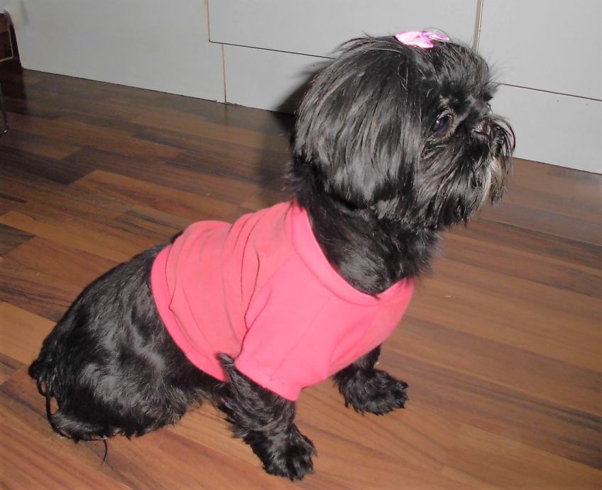 Patuljasti mini Shih tzu / Maltezer stenci (ocisceni i cijepljeni)