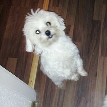 Patuljasti mini Shih tzu / Maltezer stenci (ocisceni i cijepljeni)