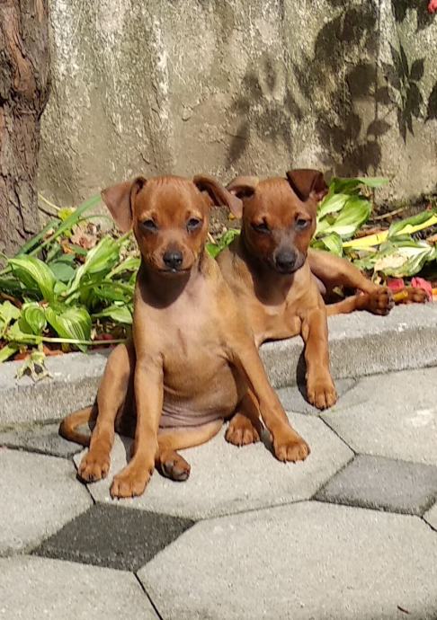 Patuljasti pinč - štenci