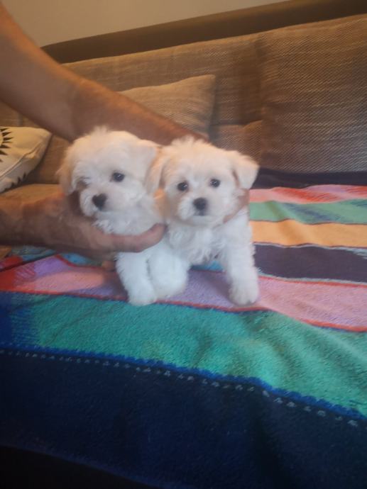 Mini maltezeri-moguca dostava